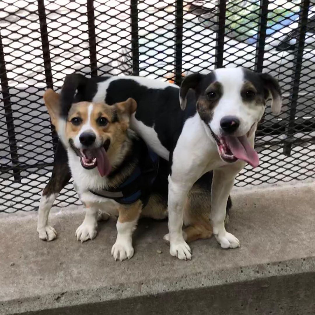 Jackson Heights Dog Park